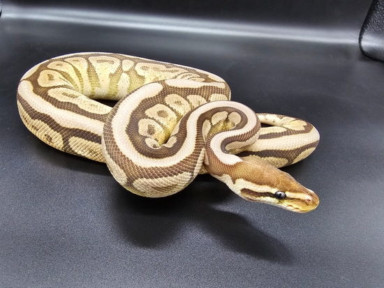 Cinnamon Mojave Spider Pos Fire/ Vanilla Ball Python by Frosty Pythons