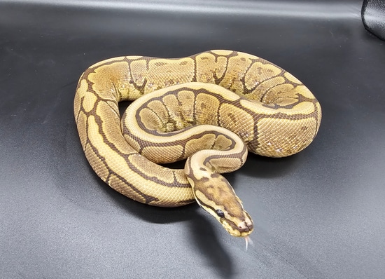 Black Bee Ball Python by Frosty Pythons
