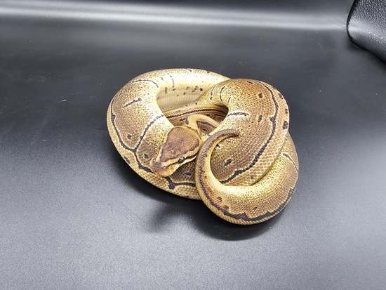 Pinstripe Het Albino Or Het Candy Ball Python by Frosty Pythons