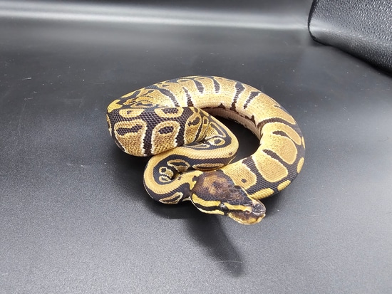 Normal Pos Het Pied Ball Python by Frosty Pythons