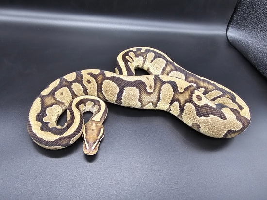 Flame Het Ghost Ball Python by Frosty Pythons