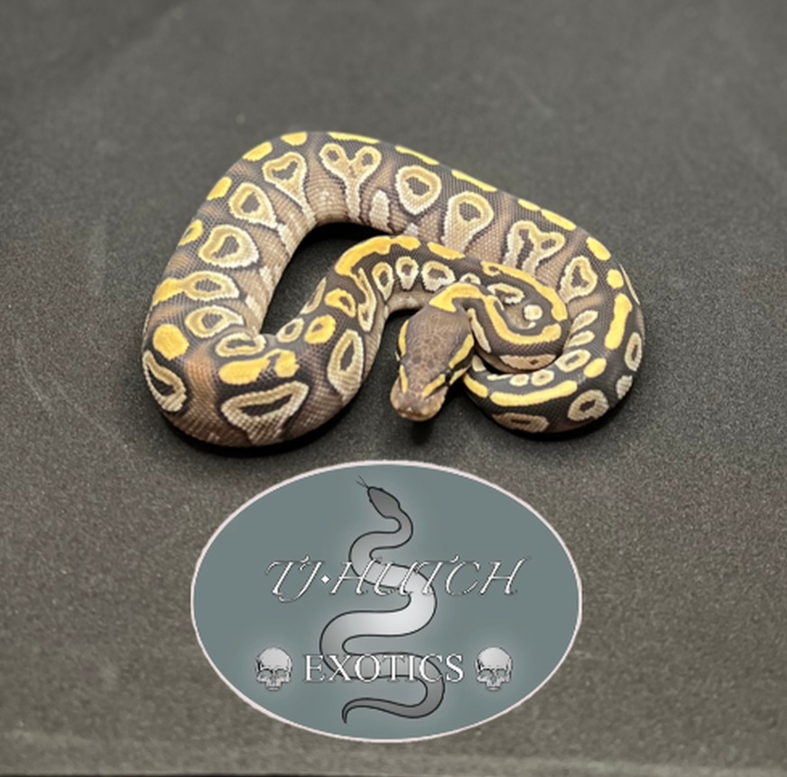 Mojave 100% Het Hypo/Ghost Ball Python by T&J Hutch Exotics - MorphMarket