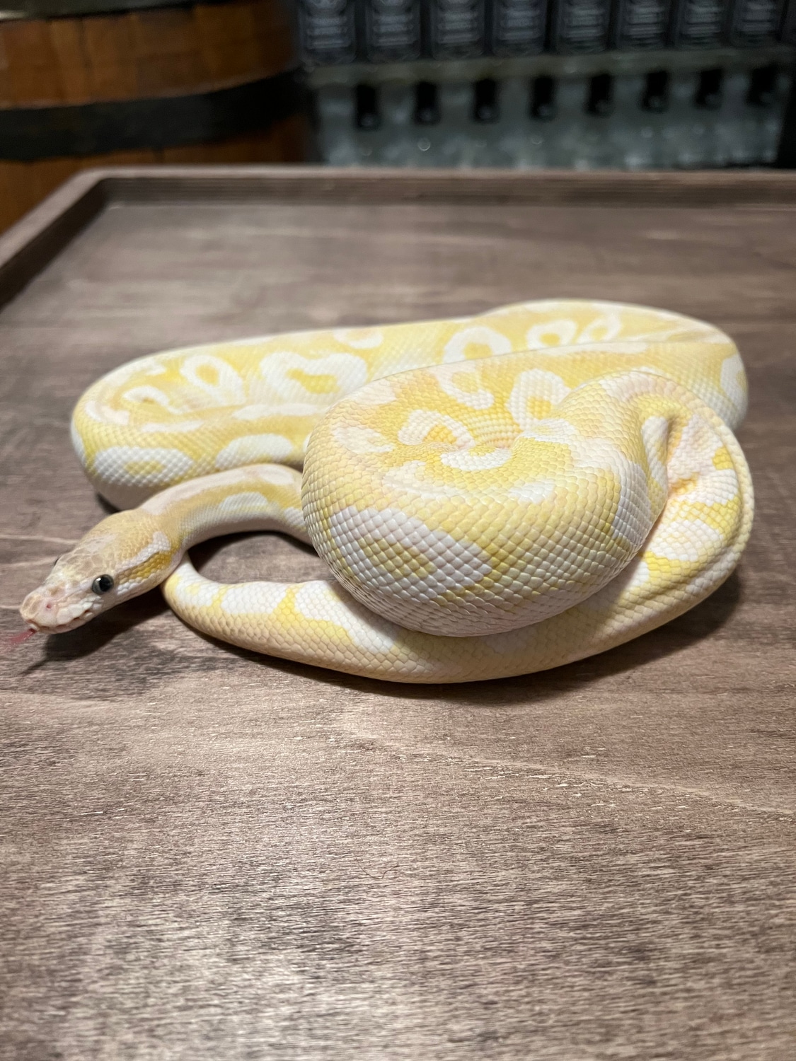 Pastel Mojave Special (Pastel Crystal) Breed Ready Ball Python by TJ Hutch Exotics - MorphMarket