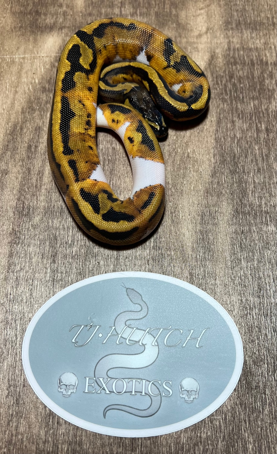 Piebald Ball Python by T&J Hutch Exotics - MorphMarket
