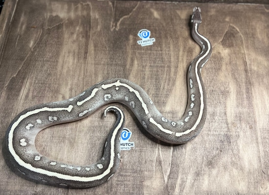 1.1 RTB Pair Vanilla Super Mystic - Mystic Ball Python by TJ Hutch Exotics