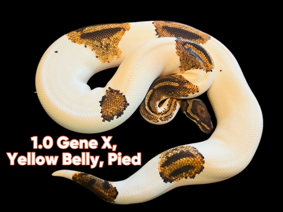 GeneX YB Pied Ball Python by Catalina Morph Mixer