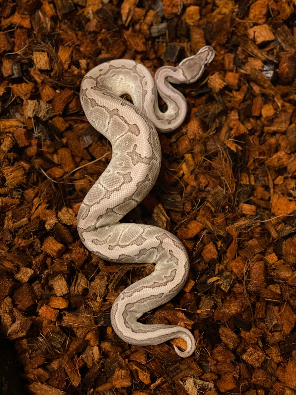 Axanthic (VPI) Kingpin Ball Python by Great Balls of Fryer - MorphMarket