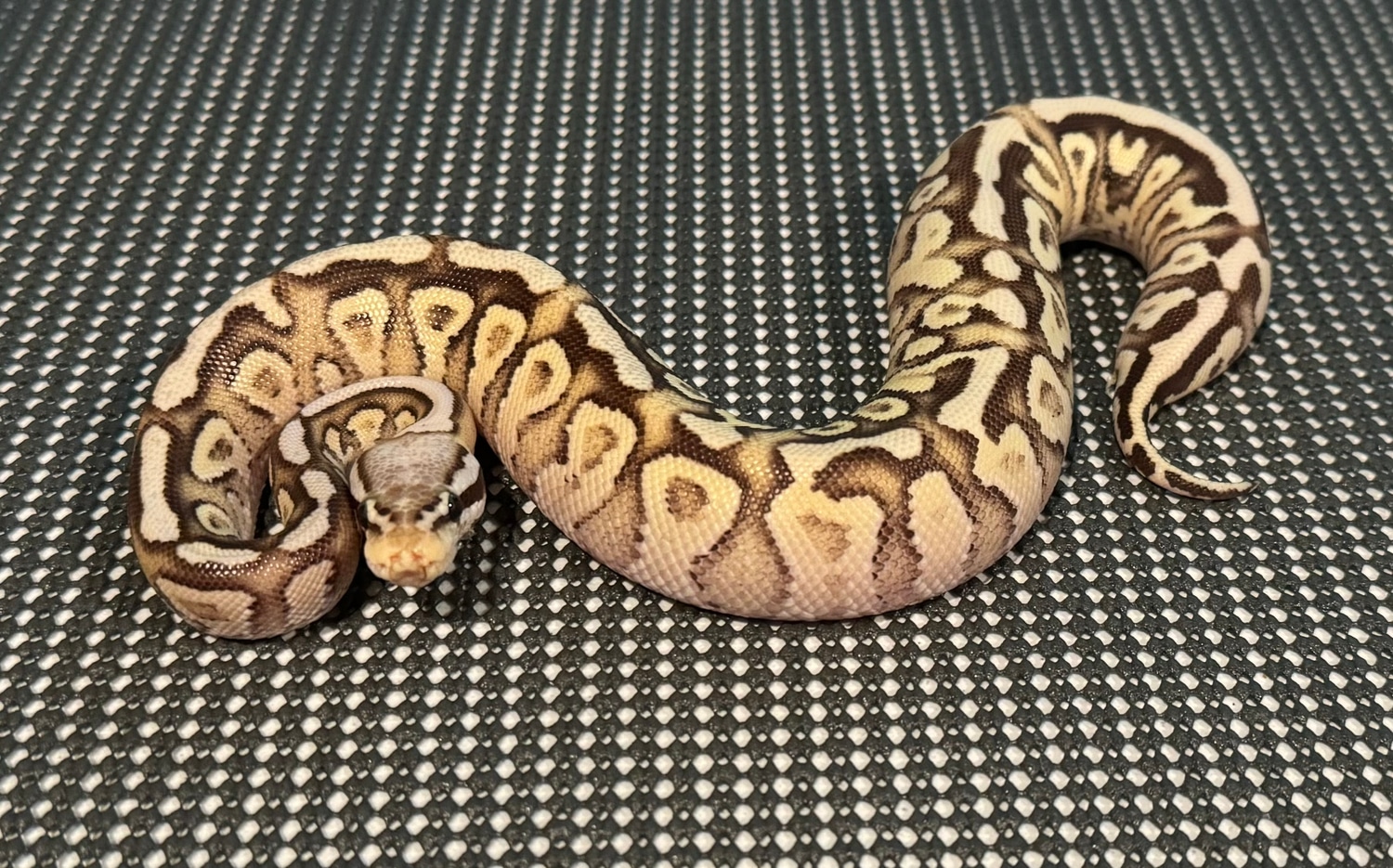 Enchi FireFly Mojave Spotnose Het Clown Ball Python by Great Balls of ...