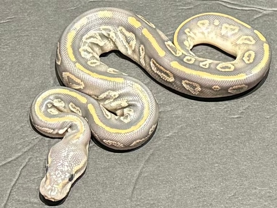 Redhead Mojave Hypo (Aka Red Frojave) Ball Python by Great Balls of Fryer