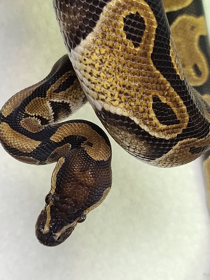 Pecan-Ball Python by Fresh Start Rescue Inc
