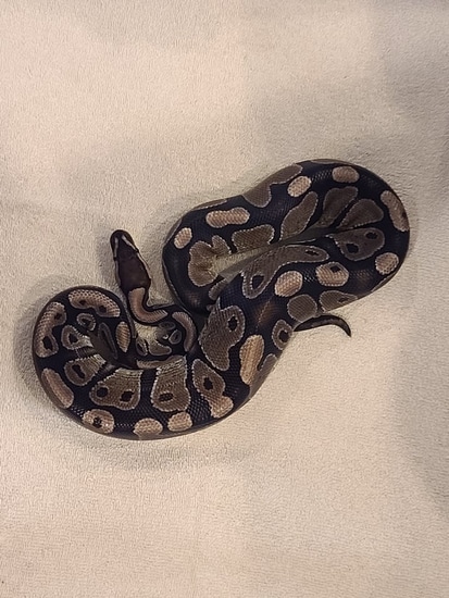 Nada-Ball Python by Fresh Start Rescue Inc