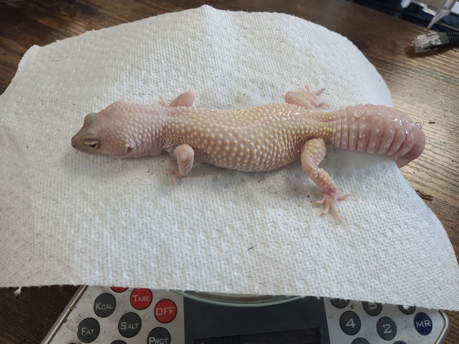 Zero- Leopard Gecko by Fresh Start Rescue Inc - MorphMarket