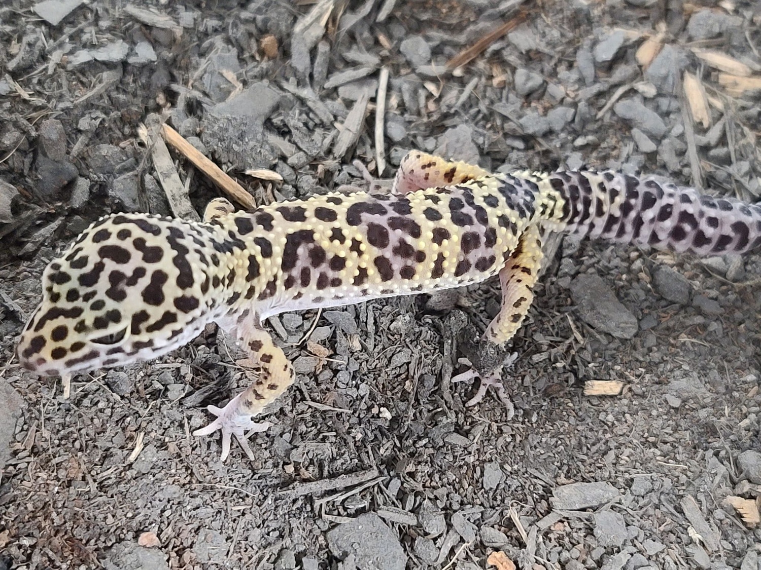 Snow White- Leopard Gecko by Fresh Start Rescue Inc - MorphMarket