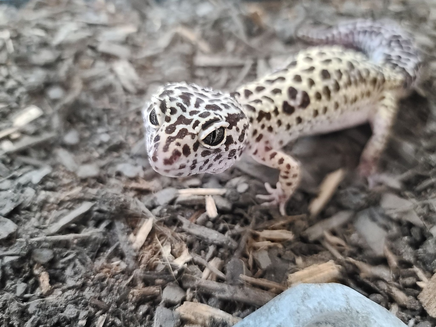 Mushu- Leopard Gecko by Fresh Start Rescue Inc - MorphMarket