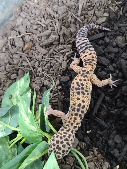 37-Leopard Gecko by Fresh Start Rescue Inc