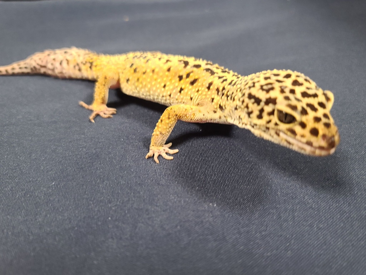 Blue- Leopard Gecko by Fresh Start Rescue Inc - MorphMarket