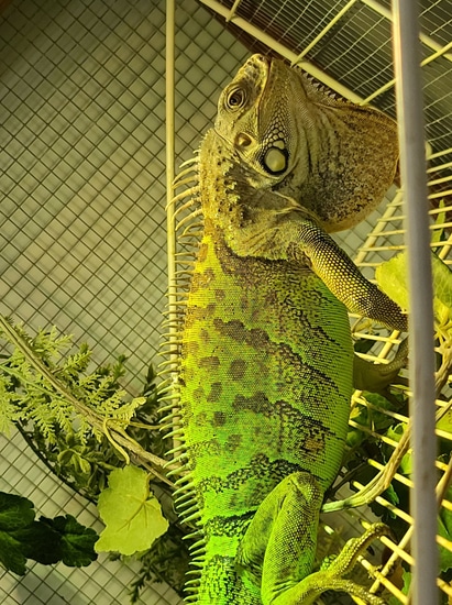 Dimitri-Green Iguana by Fresh Start Rescue Inc