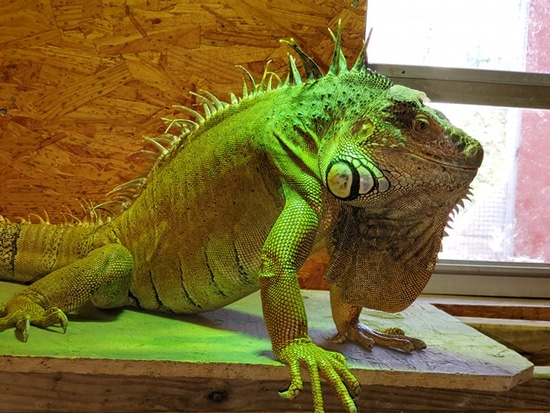 Draco-Green Iguana by Fresh Start Rescue Inc