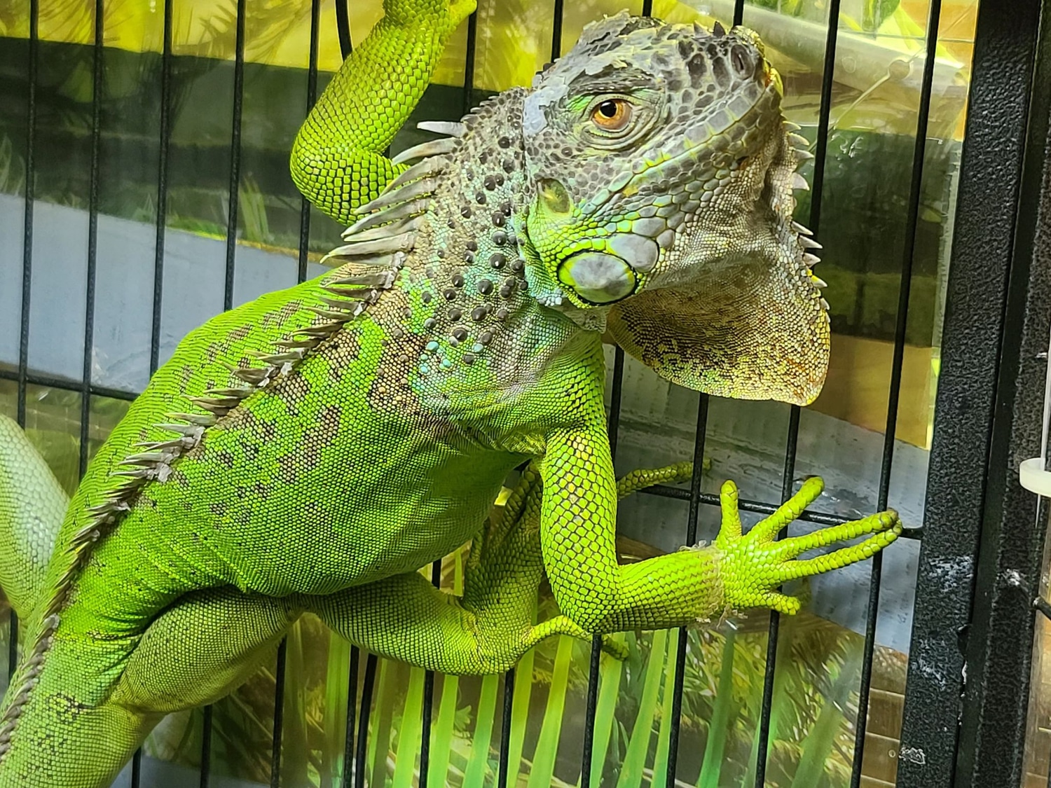 Zazu- Green Iguana by Fresh Start Rescue Inc - MorphMarket