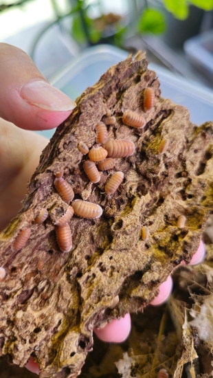 6Ct Cubaris Sp. Citrus Isopod by Full Circle Biotopes