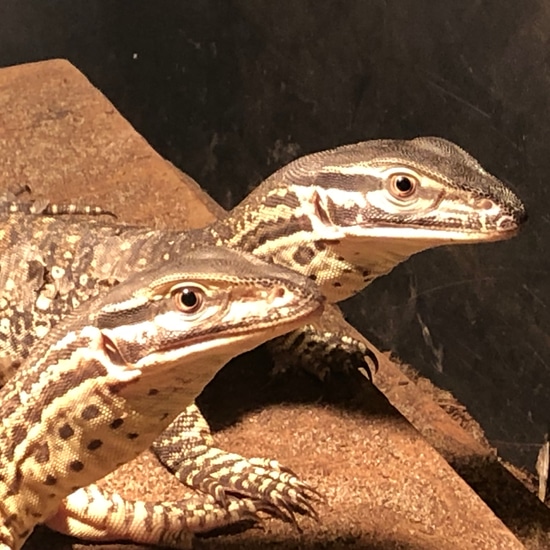 CBB Argus Monitors Other Monitor by Jim Miller / Full_Range_Reptiles