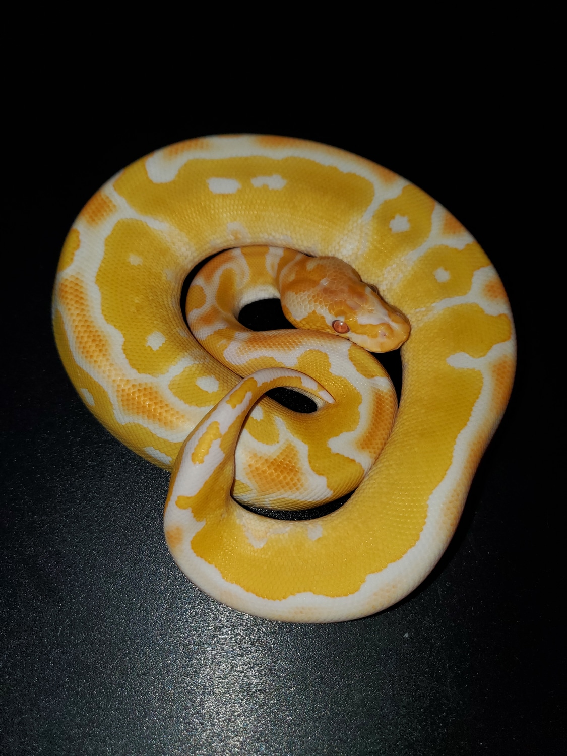 Lavender Albino Clown Ball Python by Get Morphed BP - MorphMarket
