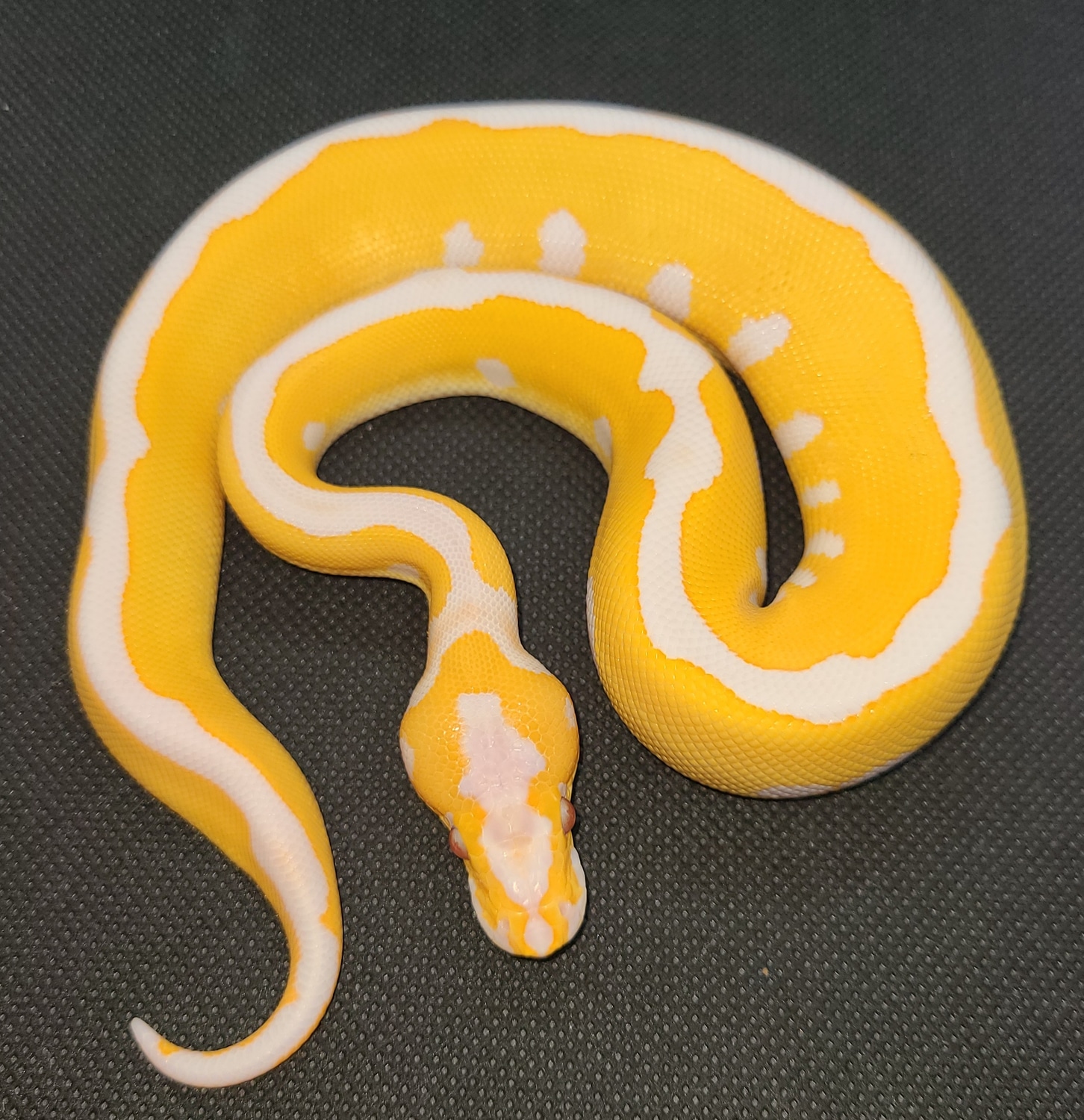 Leopard Lavender Clown Ball Python by Get Morphed BP - MorphMarket