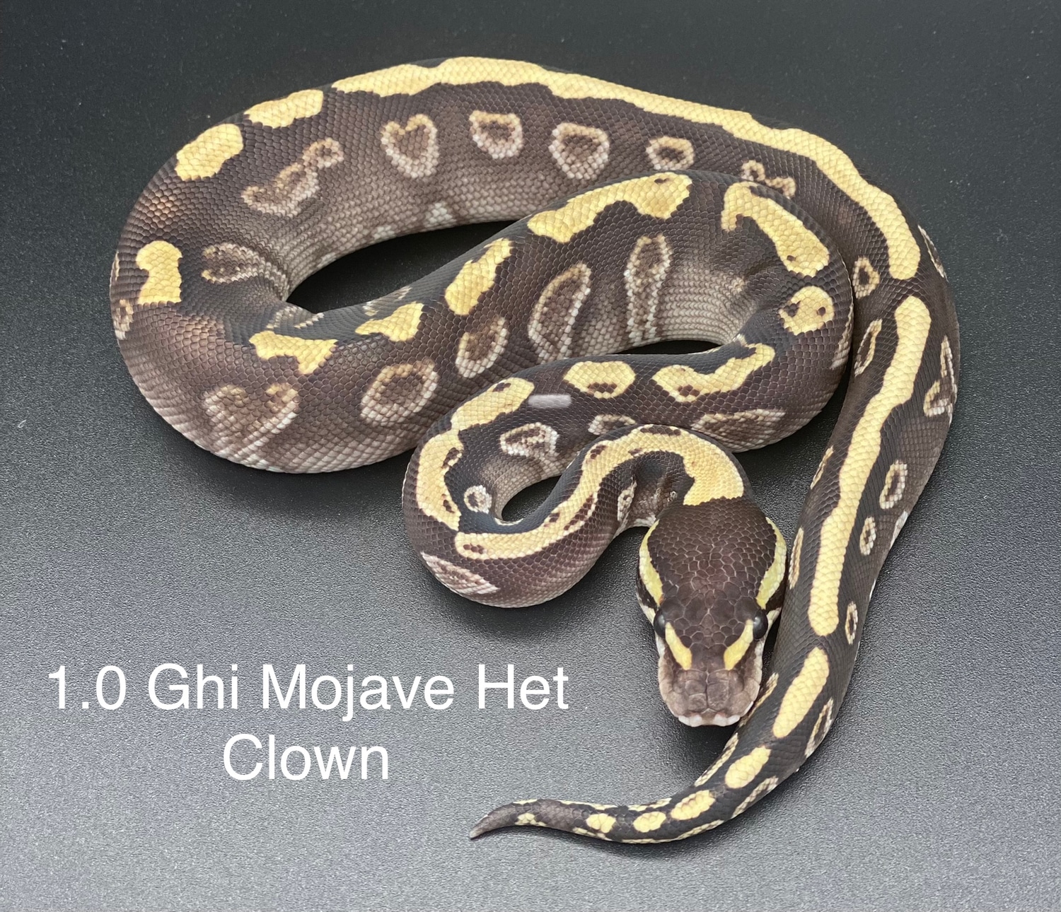 Ghi Mojave Het Clown Ball Python by Get Morphed BP - MorphMarket