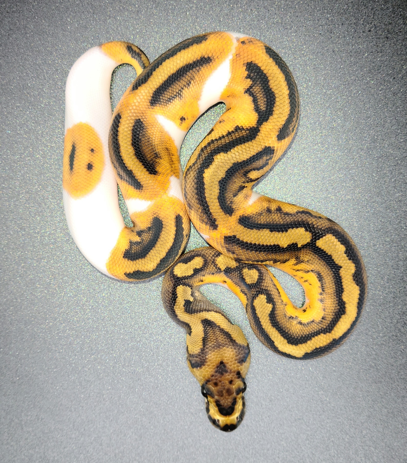 Emoji Clown Pied Ball Python by Get Morphed BP - MorphMarket