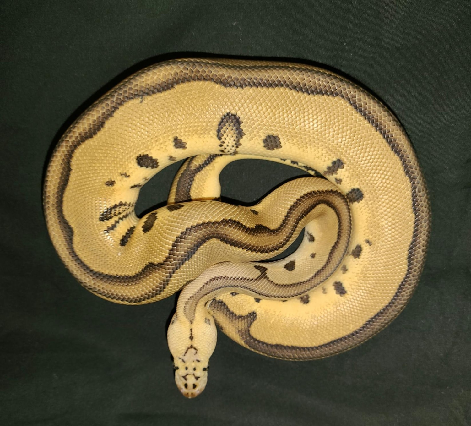 2021 Pastel Leopard Clown Het Lavender Albino (Pos GHI) Ball Python by ...