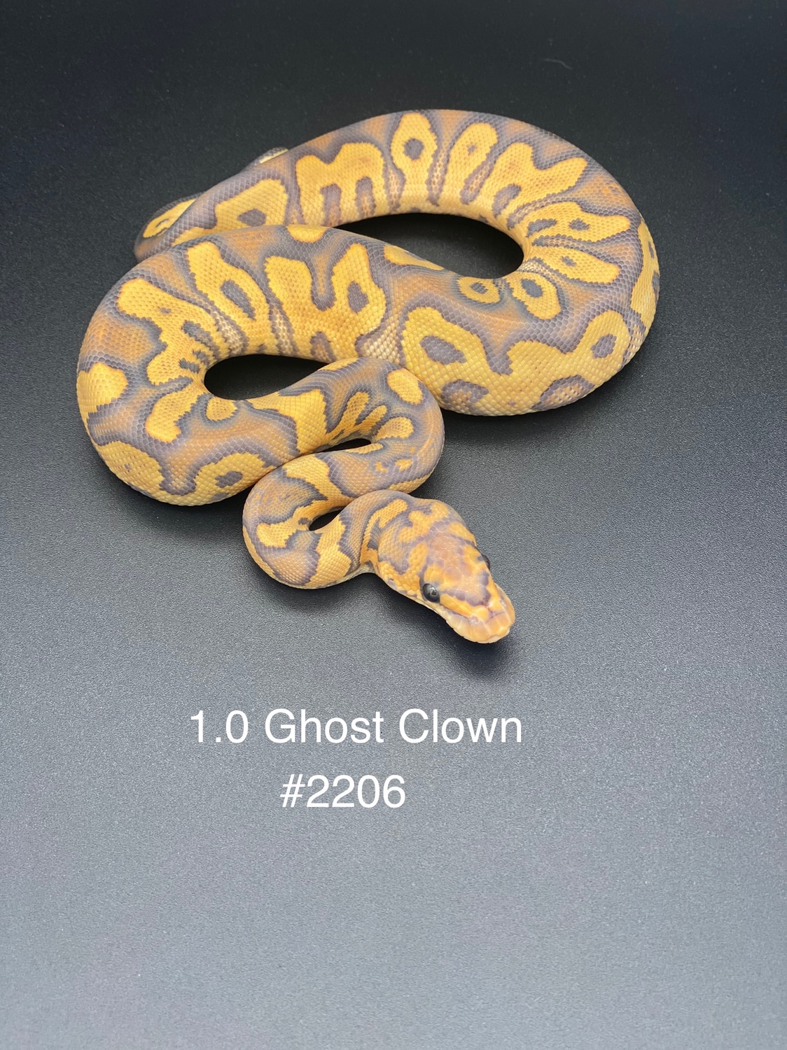Ghost Clown Ball Python by Get Morphed BP - MorphMarket