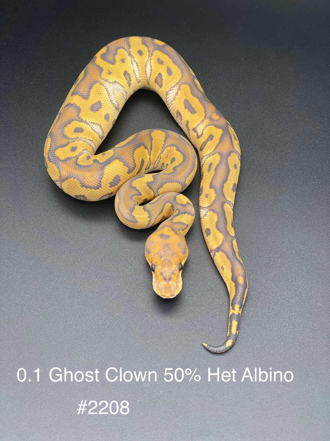 Ghost Clown 50% Het Albino Ball Python by Get Morphed BP - MorphMarket