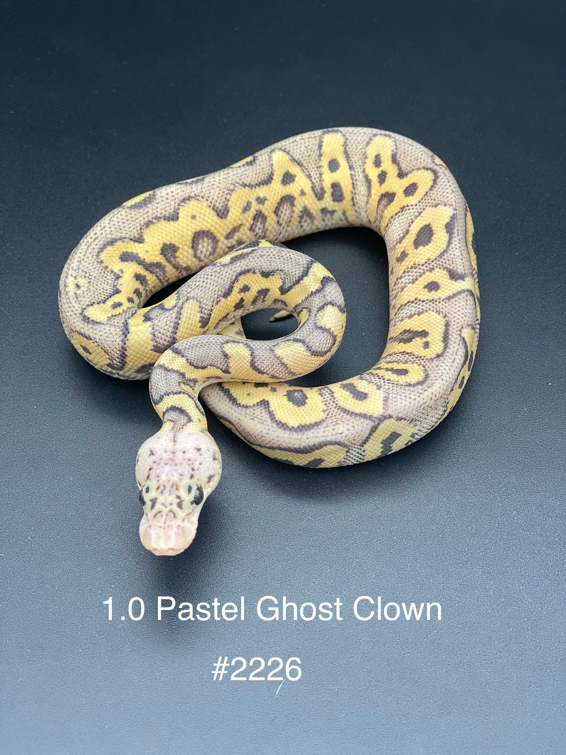 Pastel Ghost Clown Ball Python by Get Morphed BP - MorphMarket
