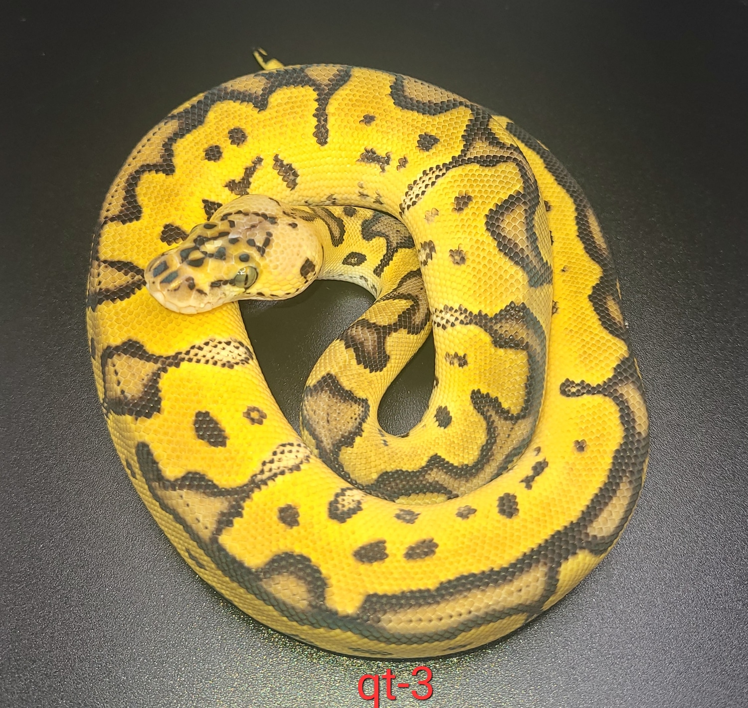 Pastel Clown 66% Het Pied Ball Python by Get Morphed BP - MorphMarket
