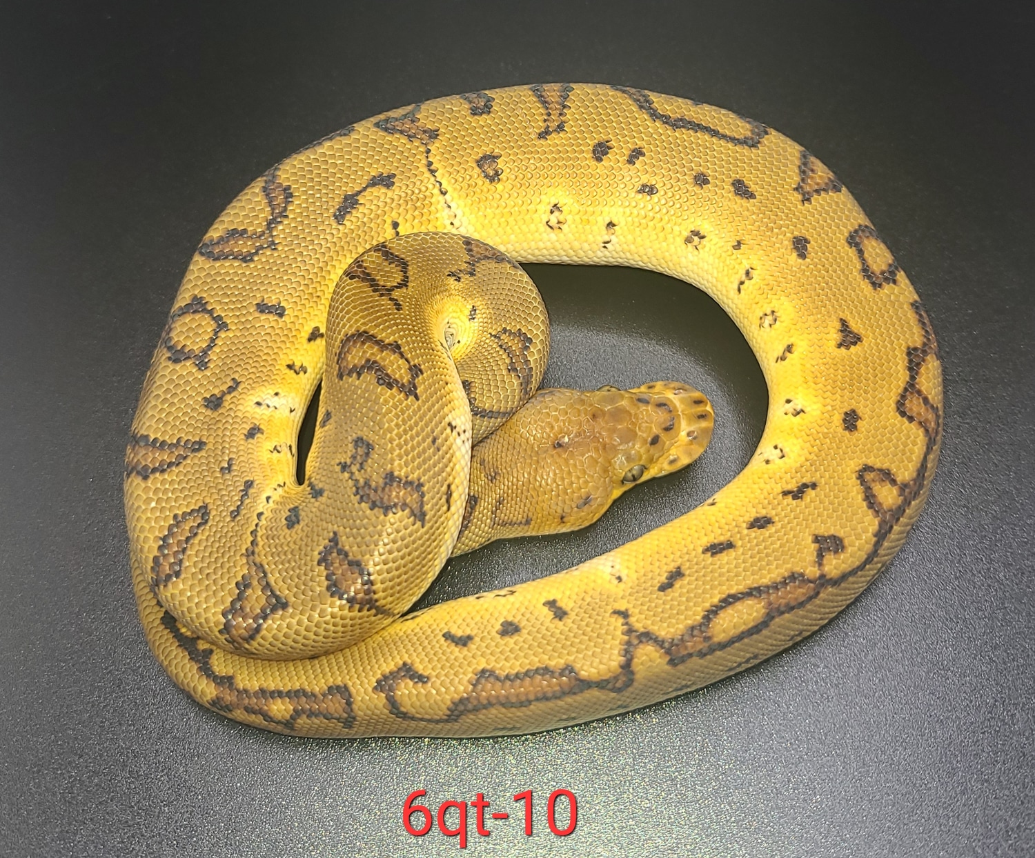Pinstripe Clown 66% Het Pied Ball Python by Get Morphed BP - MorphMarket