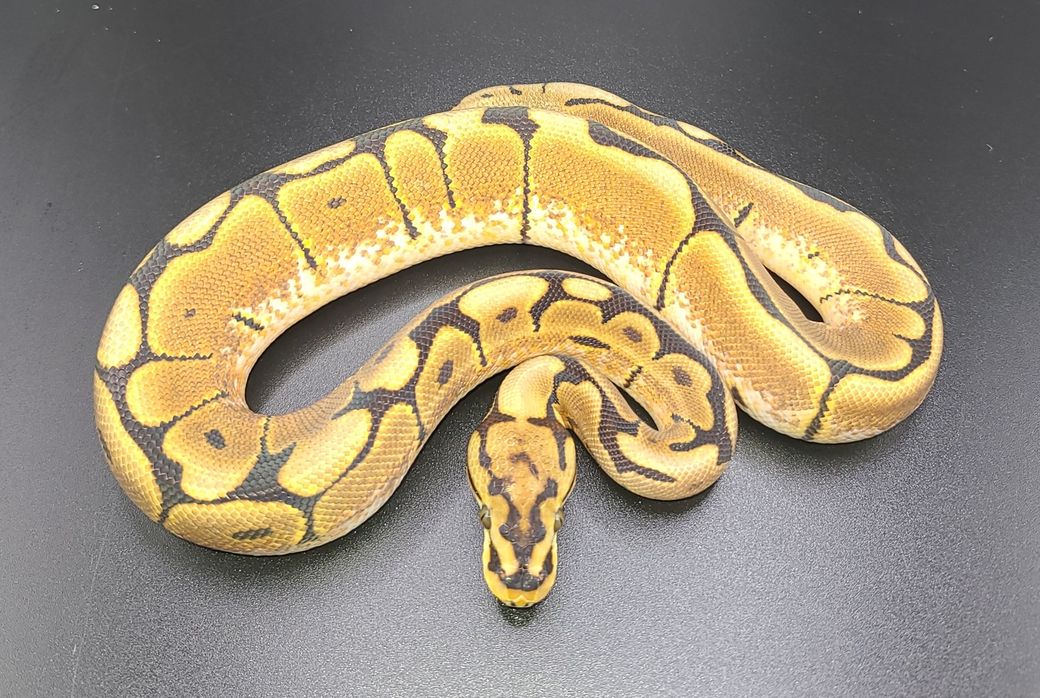 Spider Het Clown 50% Dbl Het Candy Monsoon Ball Python by Get morphed ...