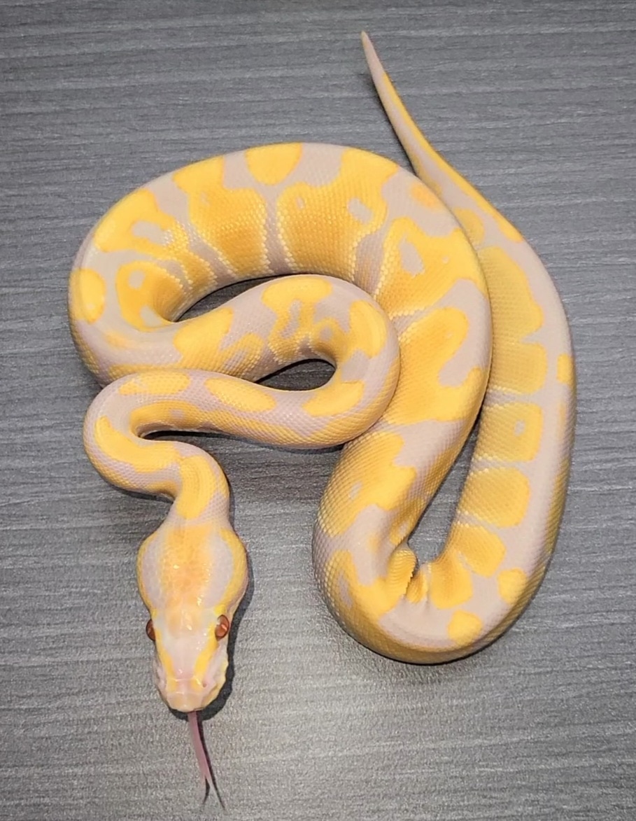 Candy 50% Het Monsoon Ball Python by Get Morphed BP - MorphMarket