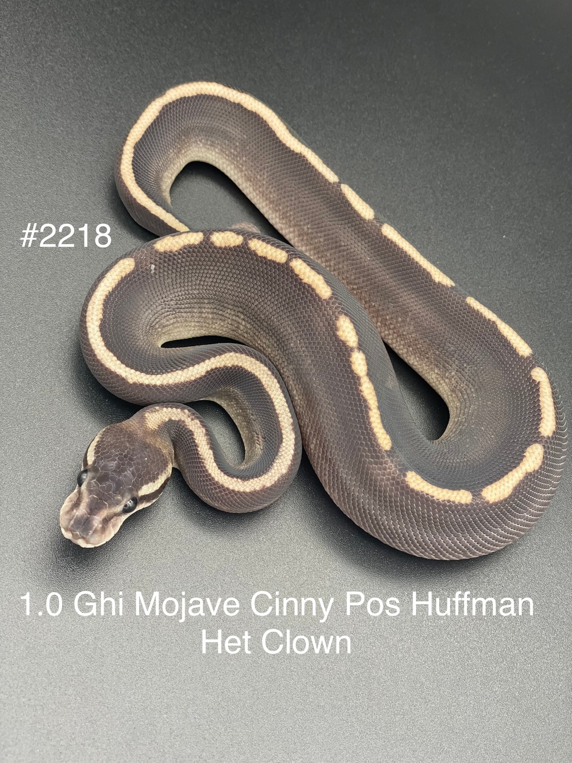 Ghi Mojave Cinnamon Het Clown Pos Huffman Ball Python by Get Morphed BP ...