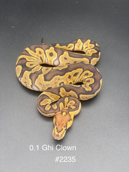 Ghi Clown Ball Python by Get Morphed BP