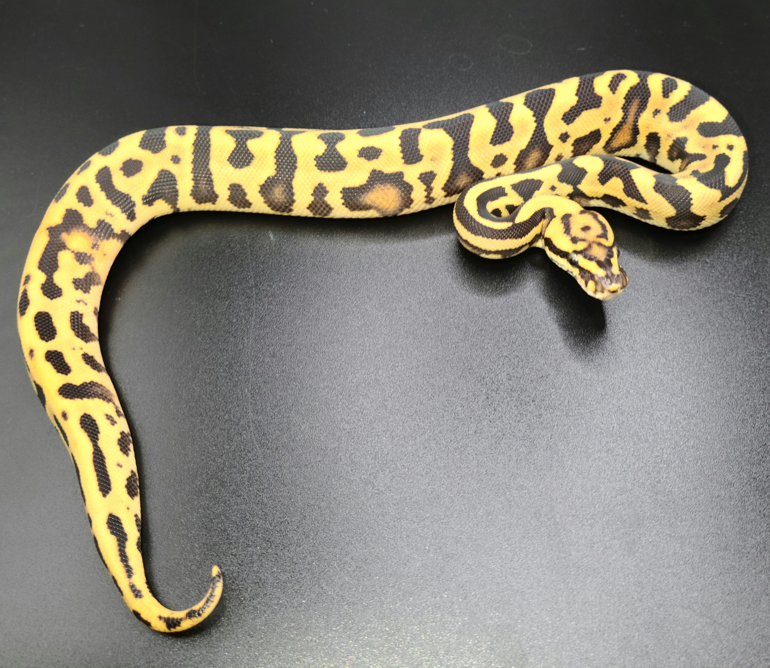 Fire Leopard Spotnose Het Grail Ball Python by Get Morphed BP - MorphMarket