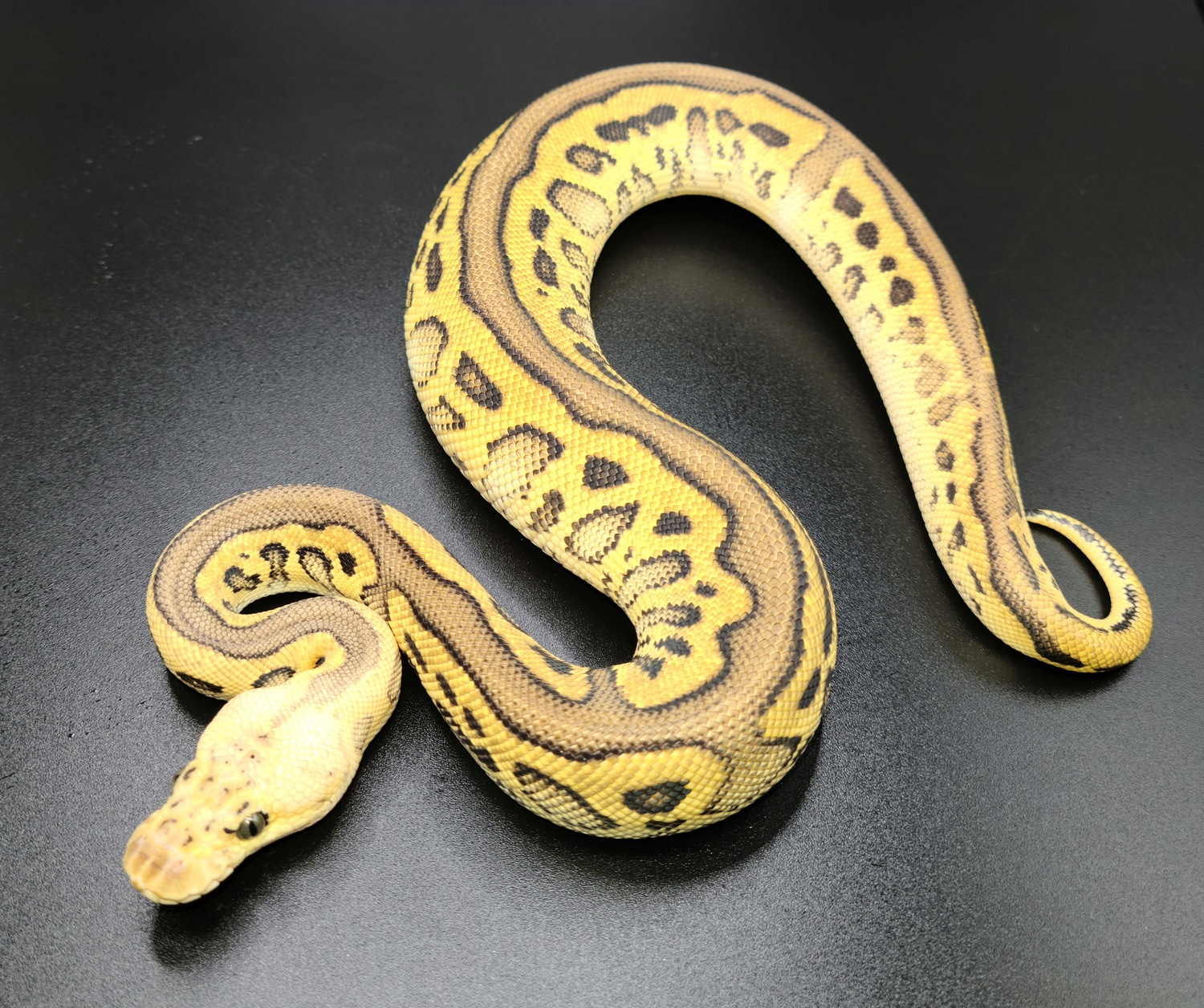 Pastel Leo Clown Pos Het Lav Ball Python by Get Morphed BP - MorphMarket