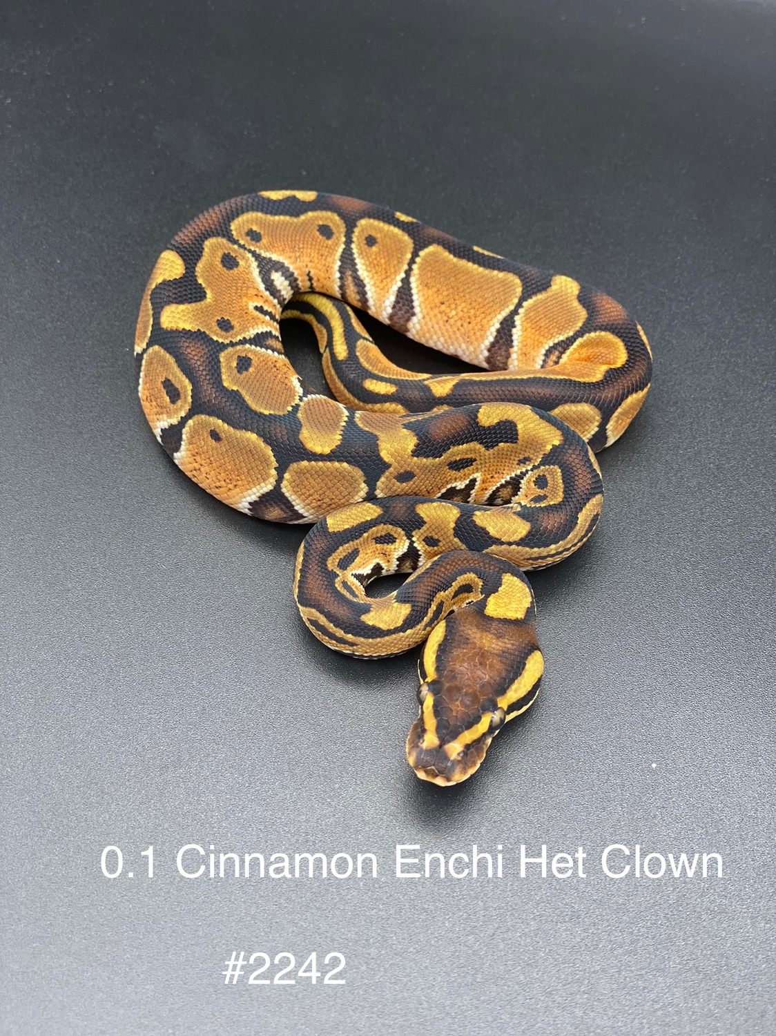Cinnamon Enchi Het Clown Ball Python by Get Morphed BP - MorphMarket