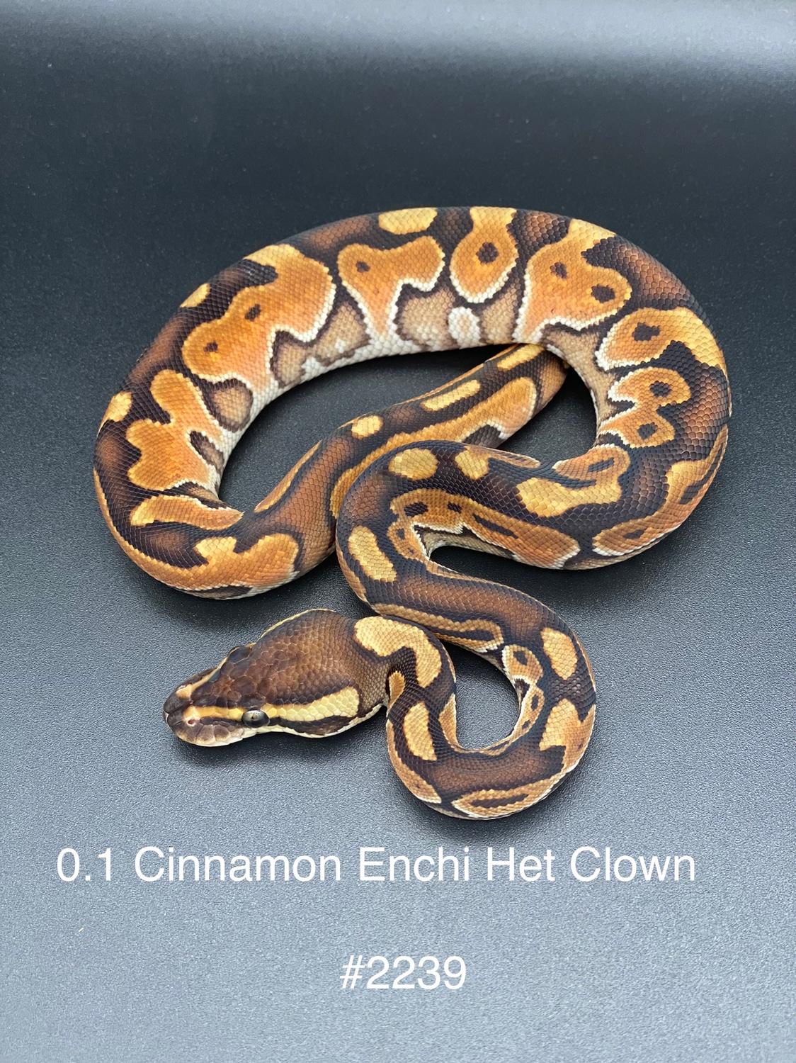 Cinnamon Enchi Het Clown Ball Python by Get Morphed BP - MorphMarket