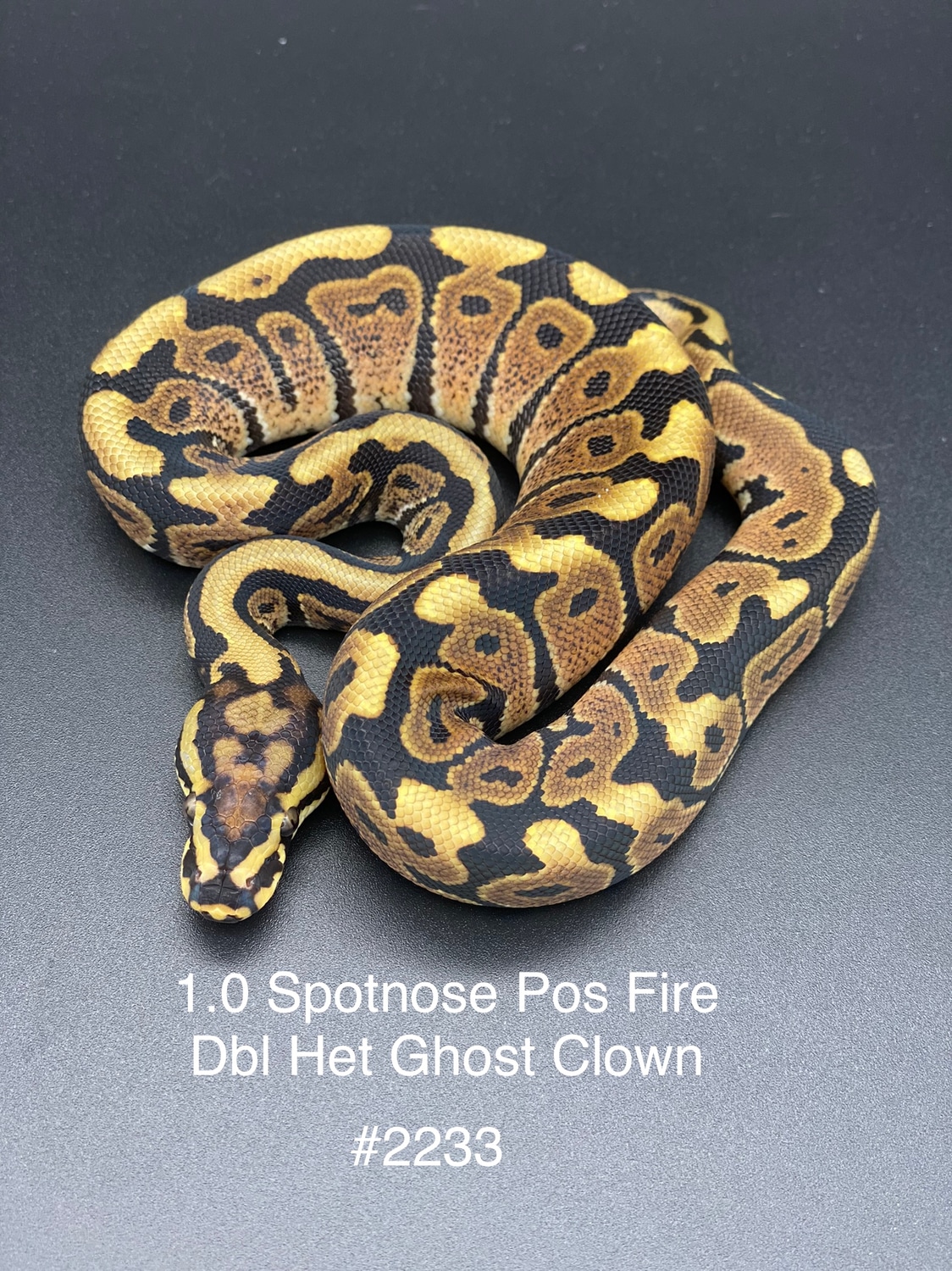 Spotnose Dbl Het Ghost Clown Ball Python by Get Morphed BP - MorphMarket