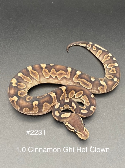 Cinnamon Ghi Het Clown Ball Python by Get Morphed BP