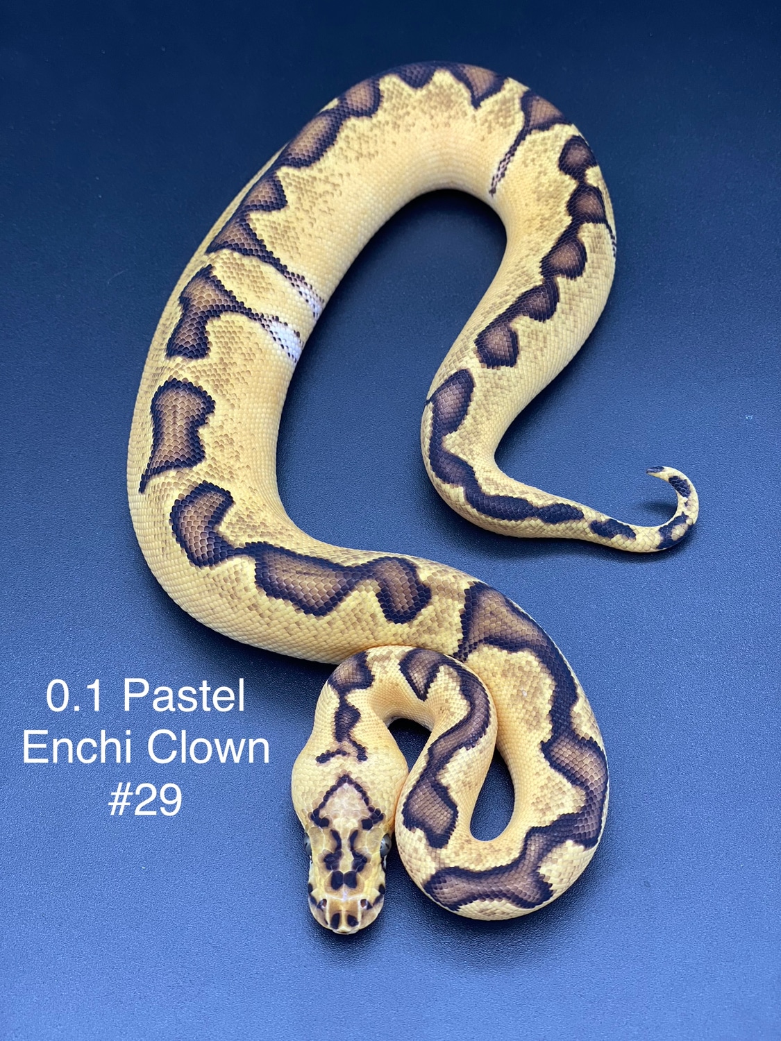 Pastel Enchi Clown (Pos Blade) Ball Python by Get Morphed BP - MorphMarket