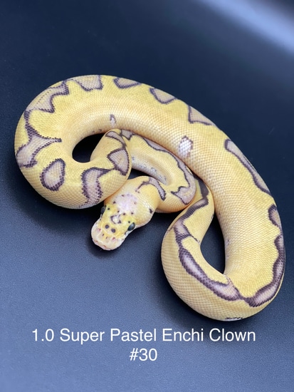 Super Pastel Enchi Clown Ball Python by Get Morphed BP