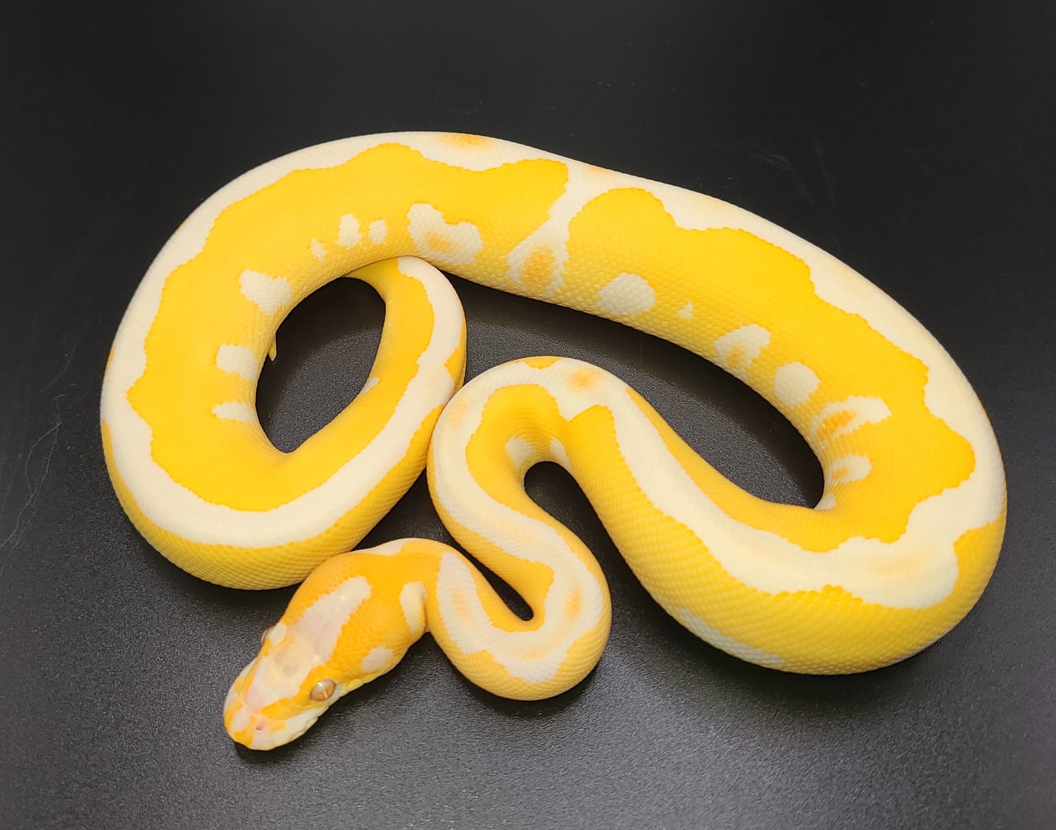 Leopard Grail Pos Batman Ball Python by Get Morphed BP - MorphMarket