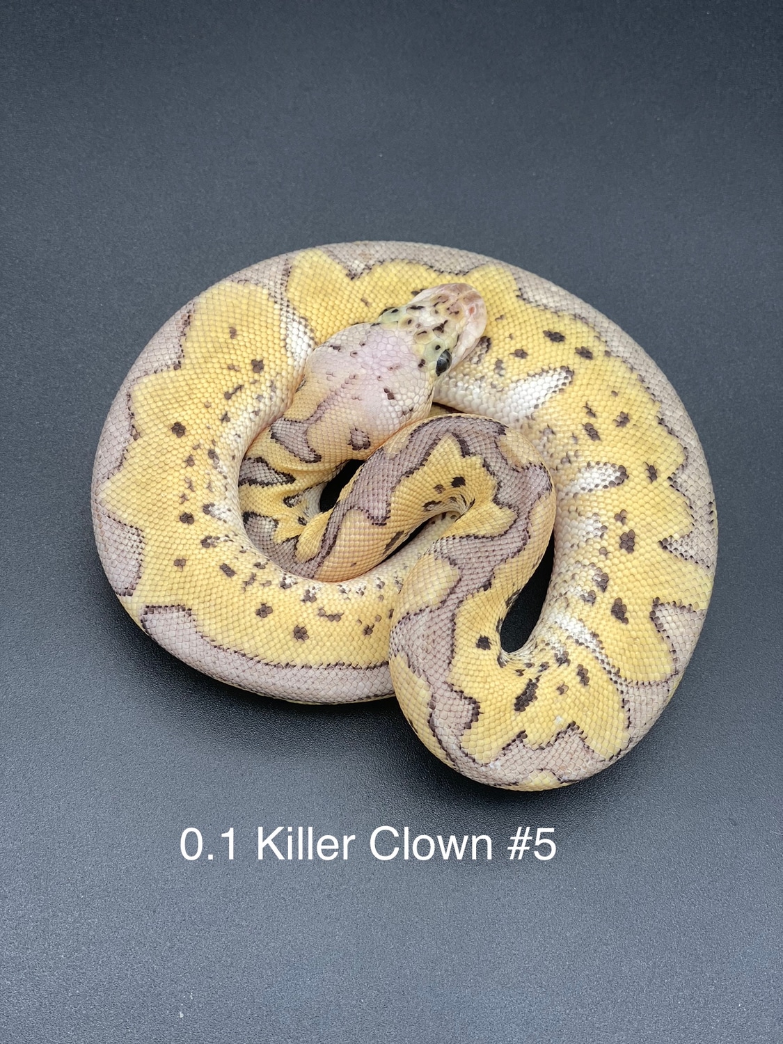 Killer Clown Ball Python by Get Morphed BP - MorphMarket