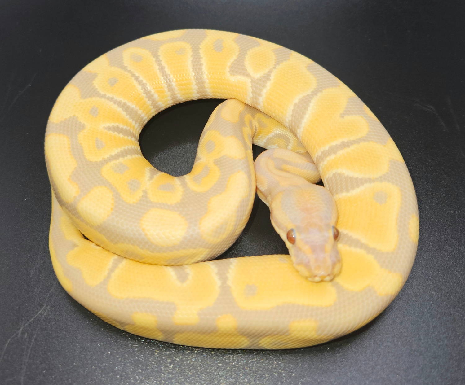 Candy 50% Het Monsoon $250 Shipped Ball Python by Get Morphed BP ...